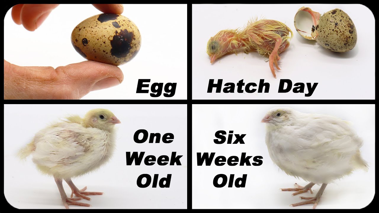 How To Raise JUMBO Quail For Food - Huge Quail = Meat & Eggs. Coturnix ...