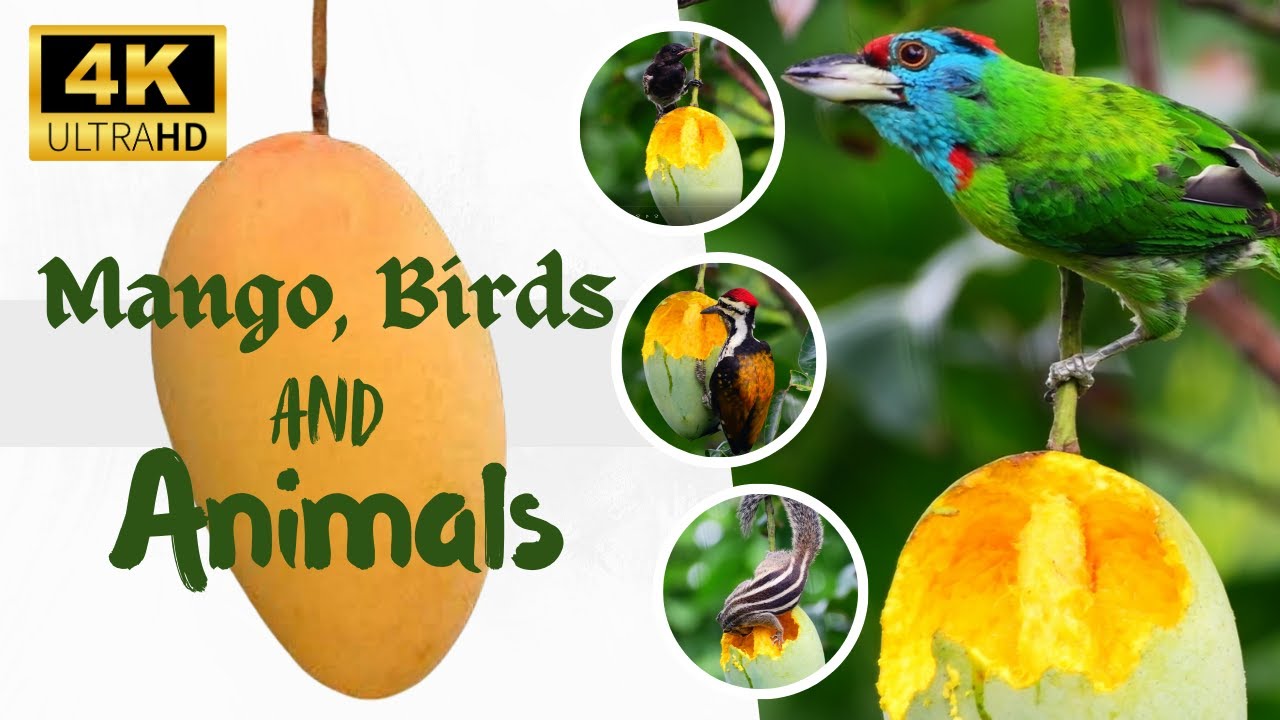 Mango, Birds and animals | Rajshahi | - YouTube