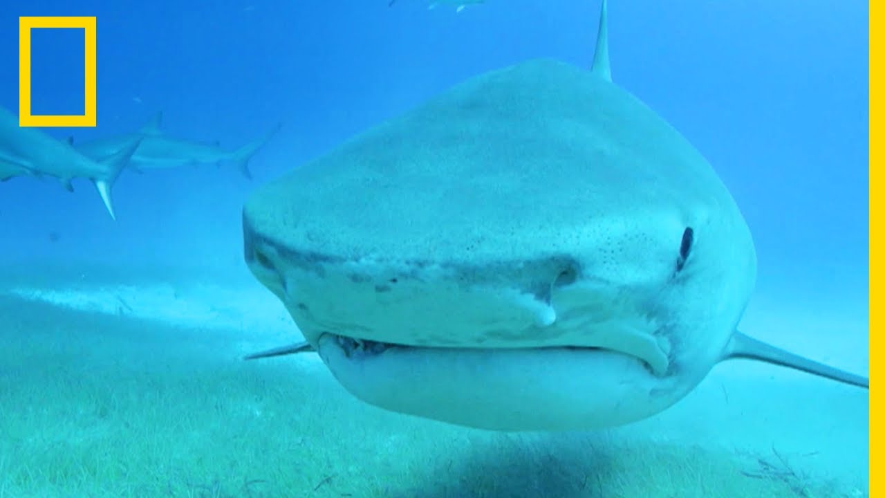 Les requins mangent aussi les oiseaux de nos jardins - YouTube