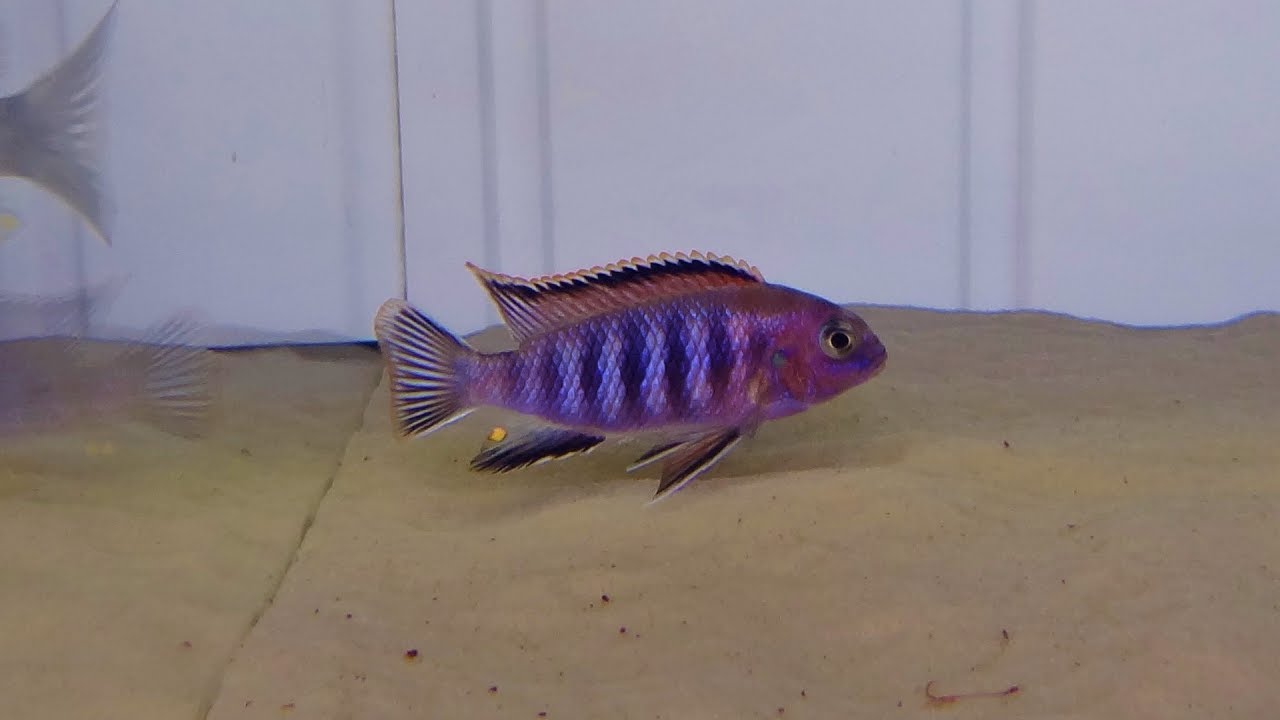 Tropheops Chilumba Orange F1 - YouTube