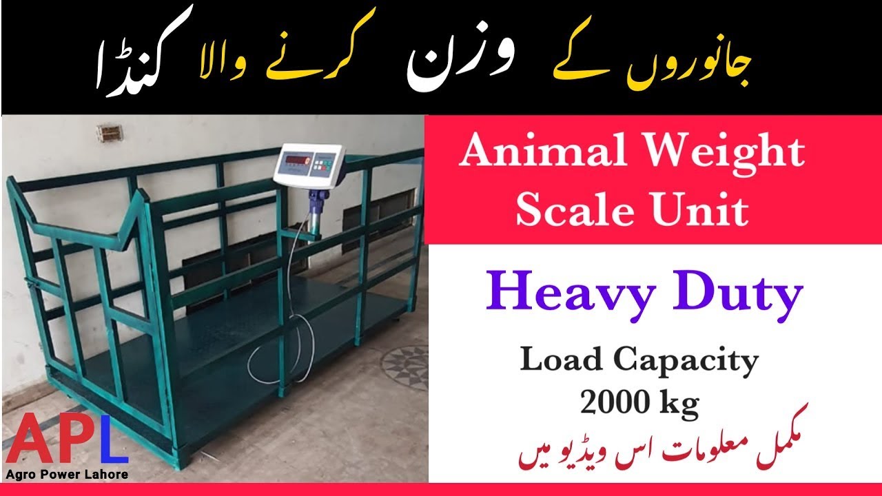 Animal Weight Scale Machine || Dairy Products - YouTube