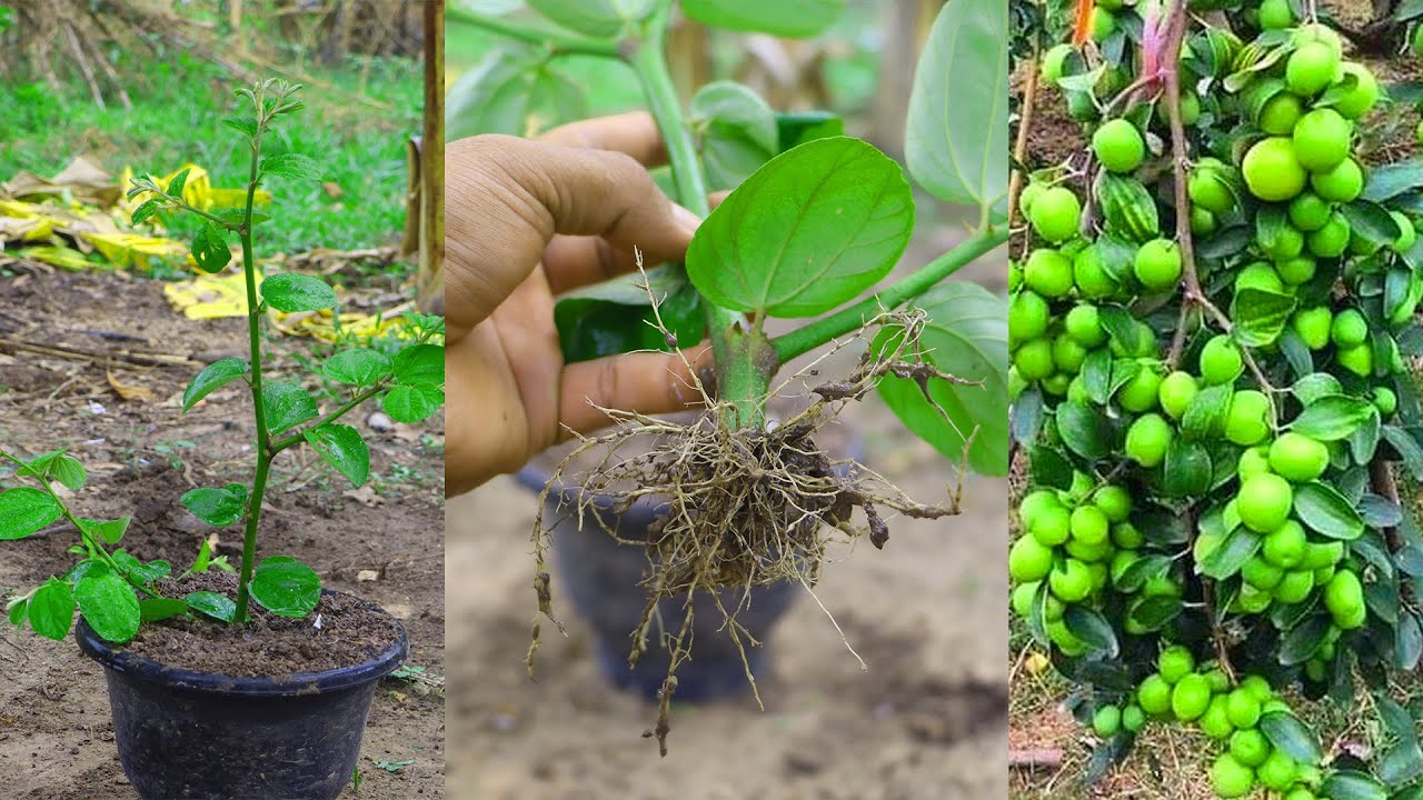 Growing Jujube:Creating new ideas in cutting Its root growth is fast.By ...