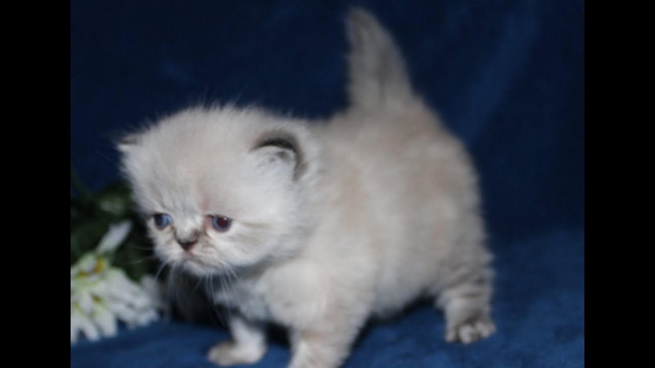 CFA Chocolate Point Persian Himalayan (yellow collar) Kitten born on 5 ...
