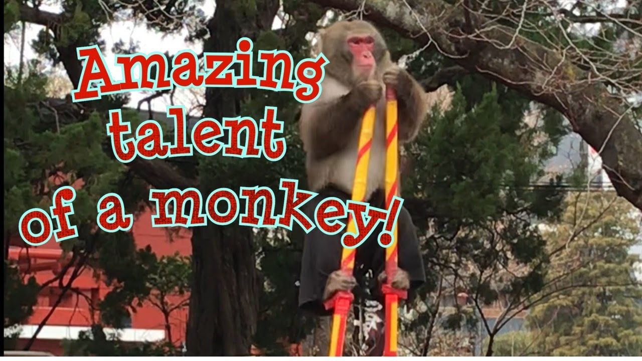 Amazing talent of a monkey - YouTube