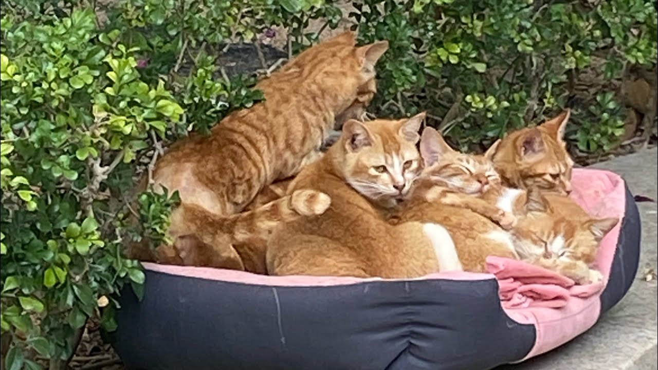 Cats Huddled Together on the Bed 😁 - YouTube