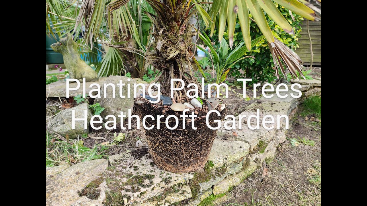 Planting Palm Trees at Heathcroft Garden - YouTube