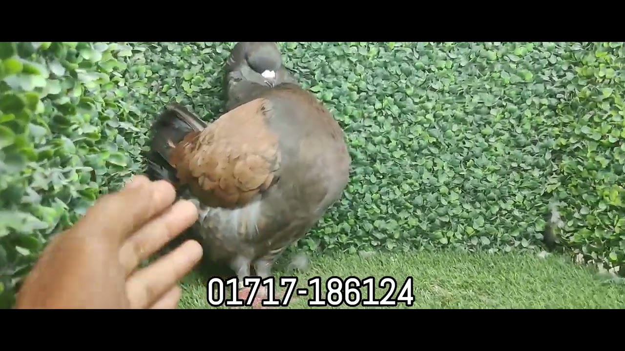 American modena male, Best quality american modena pigeon - YouTube