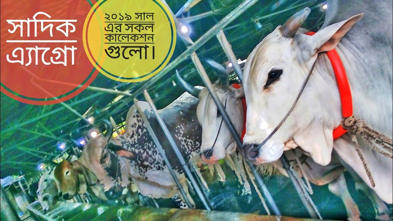 Full View From Sadeeq AGRO || Collection From 2019 || Bangladesh Cattle ...