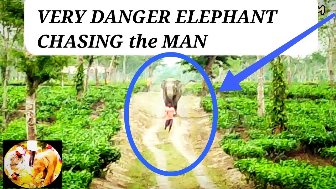 VERY DANGER ELEPHANT CHASING the MAN - YouTube