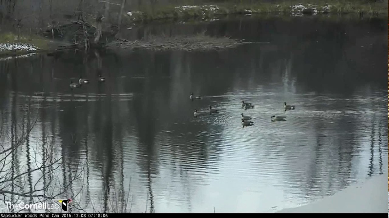 SWP Video 2016 12 08 071700 SMALL FLOTELLA OF NINE GEESE SWIMS BY ...