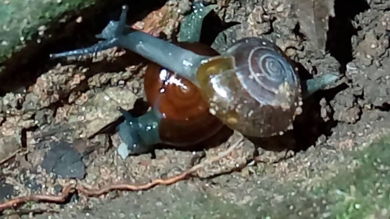 Snail Gives Birth - Birth of a Snail biggest 2017 - YouTube