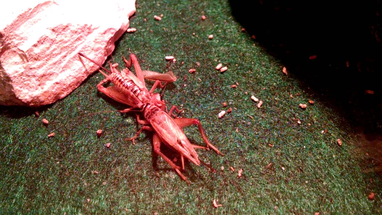 Crickets are filthy, evil cannibals. - YouTube