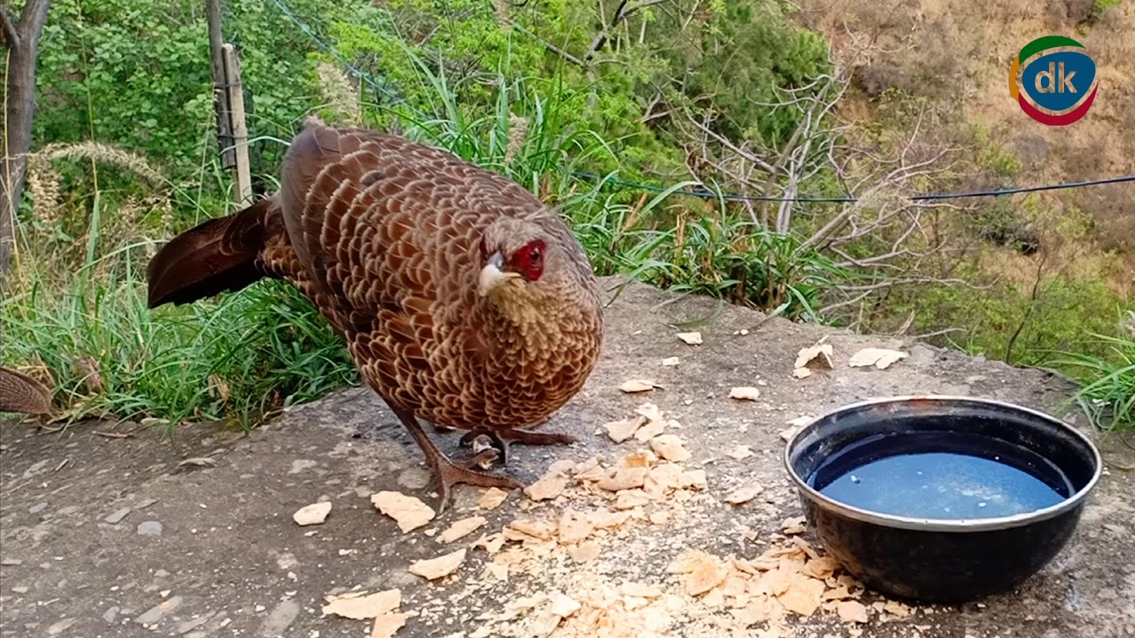 Feeding Kalij Pheasants| Jangli Murga | Wild Life | Nature| Devender ...