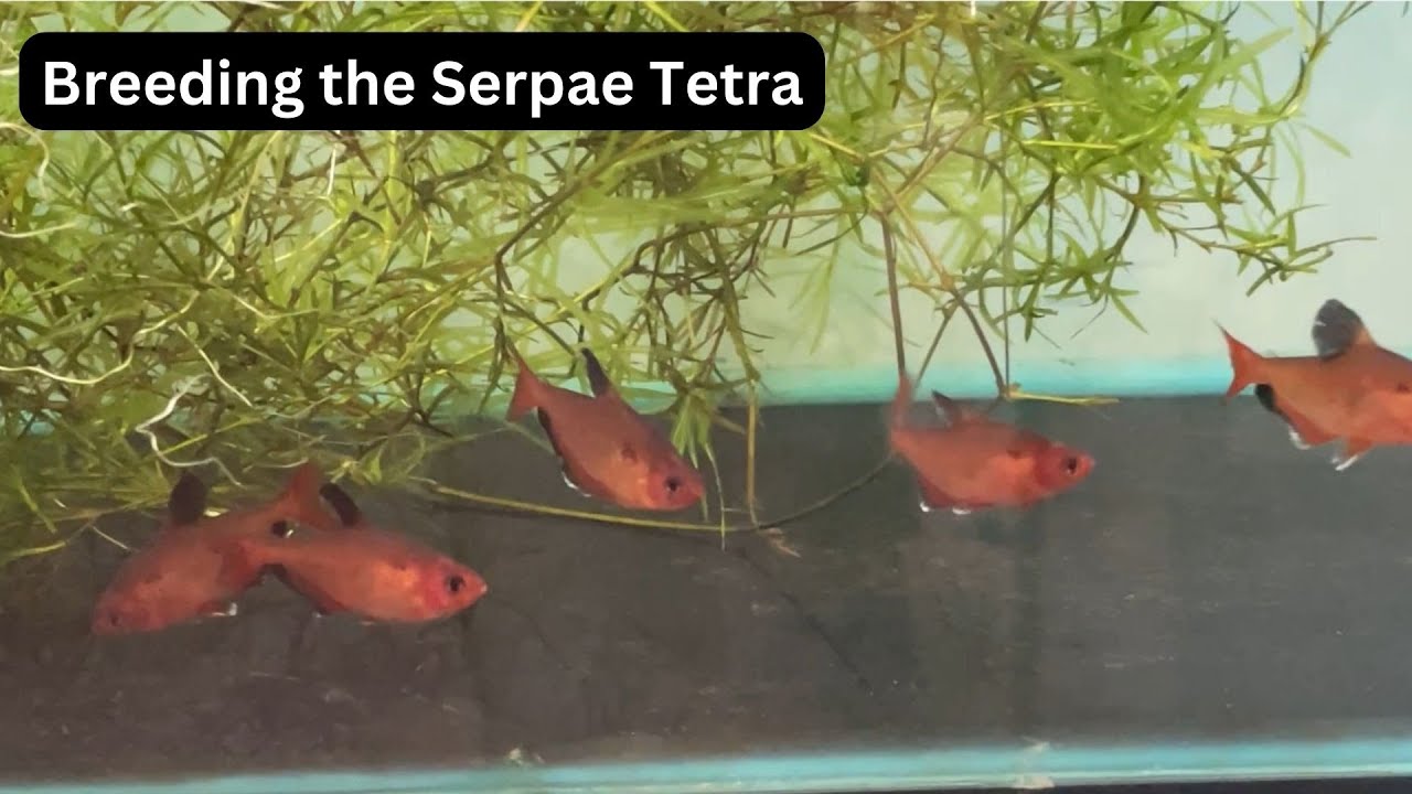 Breeding The Serpae Tetra Youtube 5460