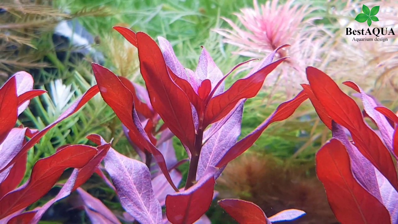 How to design an Aquarium with Red Aquarium Plants | Dutch style ...