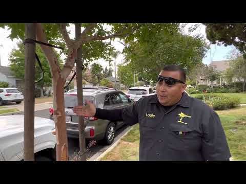 How to remove tree stakes - YouTube