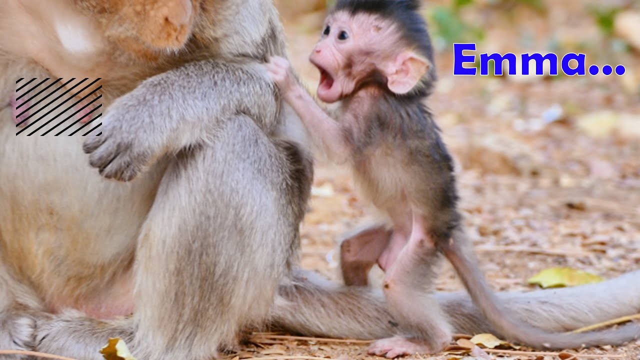 Little sweet Queen Emma Baby Monkey of Mommy Emila Trying Hard To Stand ...