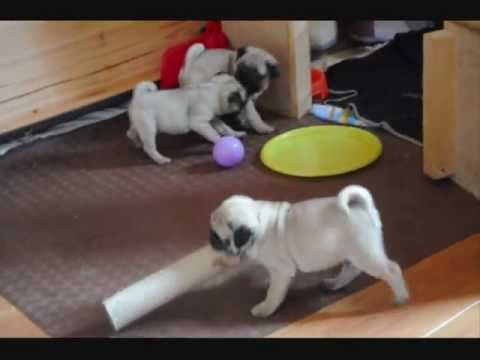 Pug puppies playing at 7 weeks old - Cute puppy video - YouTube