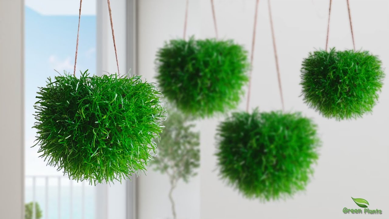 How to Grow Grass Like a Hanging Ball Without Maintenance | Hanging ...