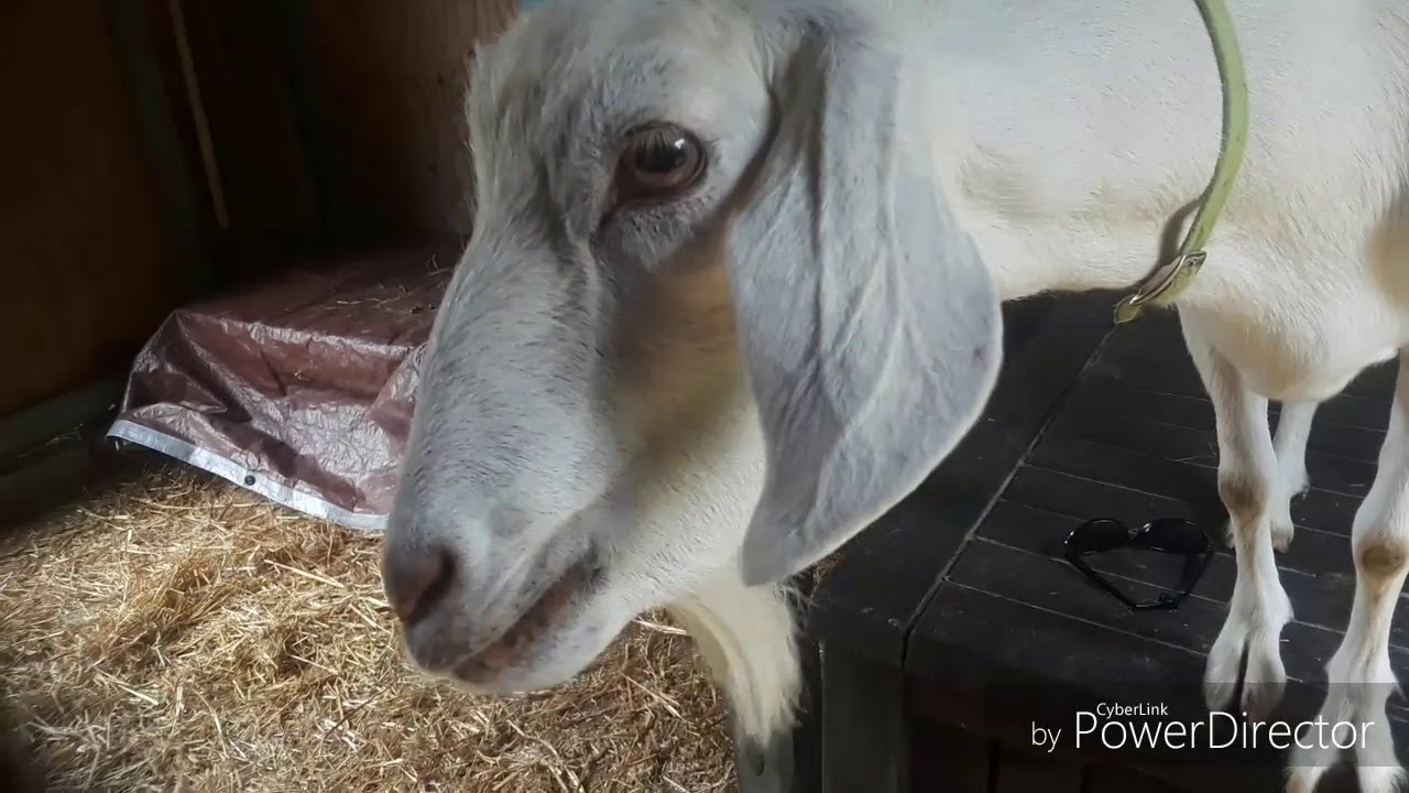 Goat Neutering: Weighing the Options - YouTube
