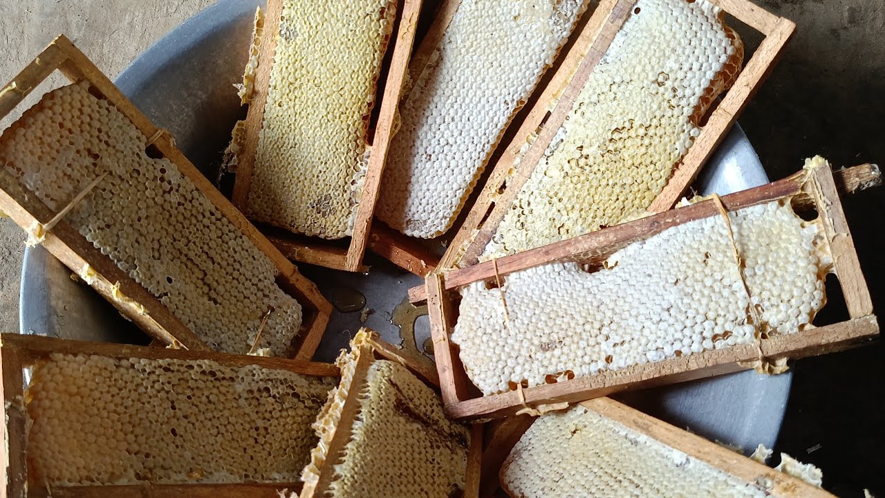 Harvesting Honey and it's Extraction process - YouTube