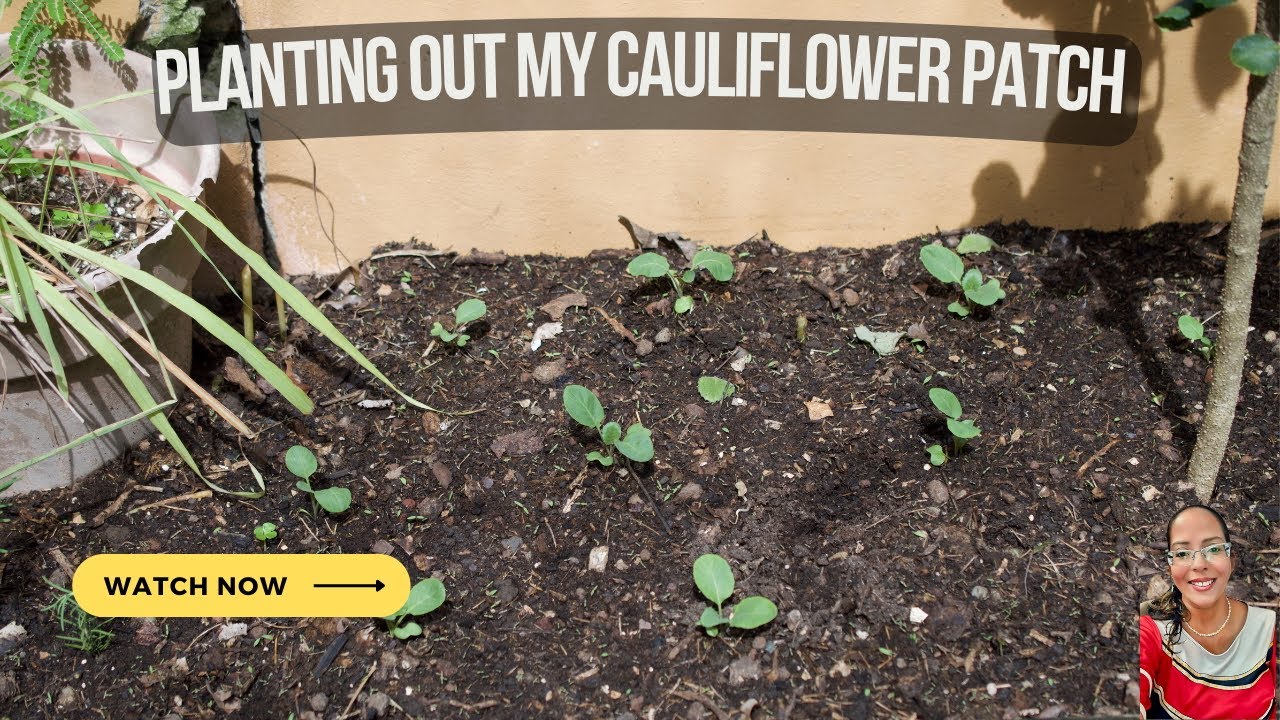 Planting Out My Cauliflower Patch | Garden Progress 55 - YouTube