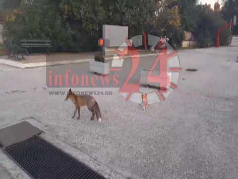 Serres alepou - YouTube