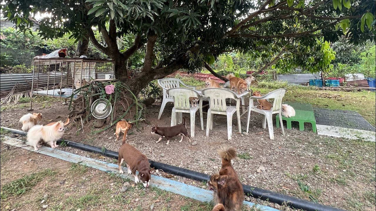 Good Morning Paw🐕 - YouTube