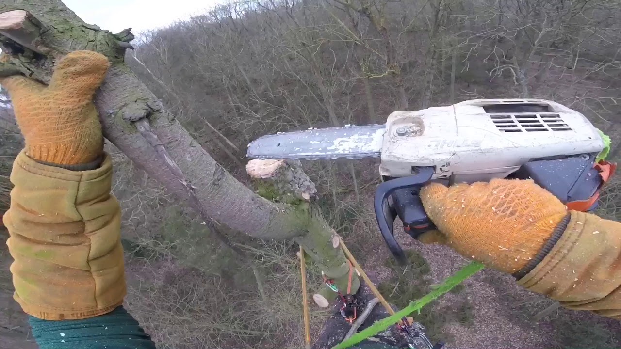Tree climbing and felling - YouTube