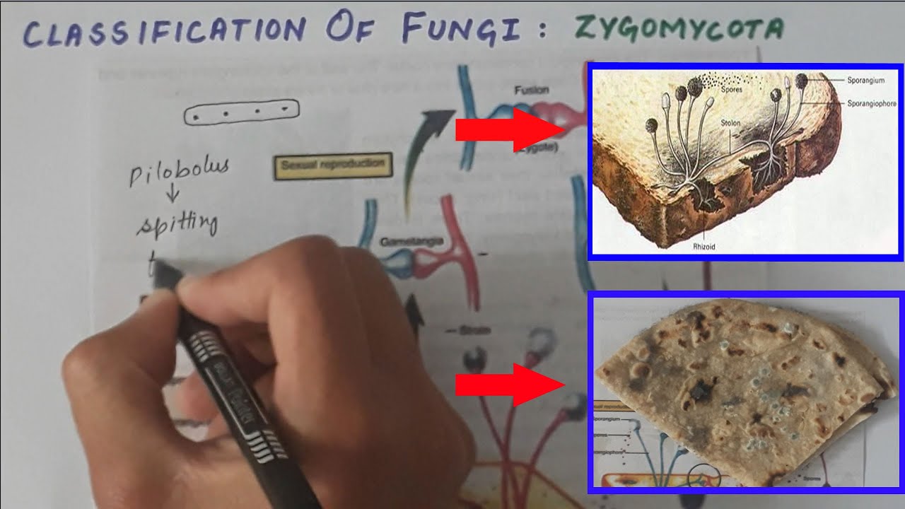 Zygomycota Pilobolus