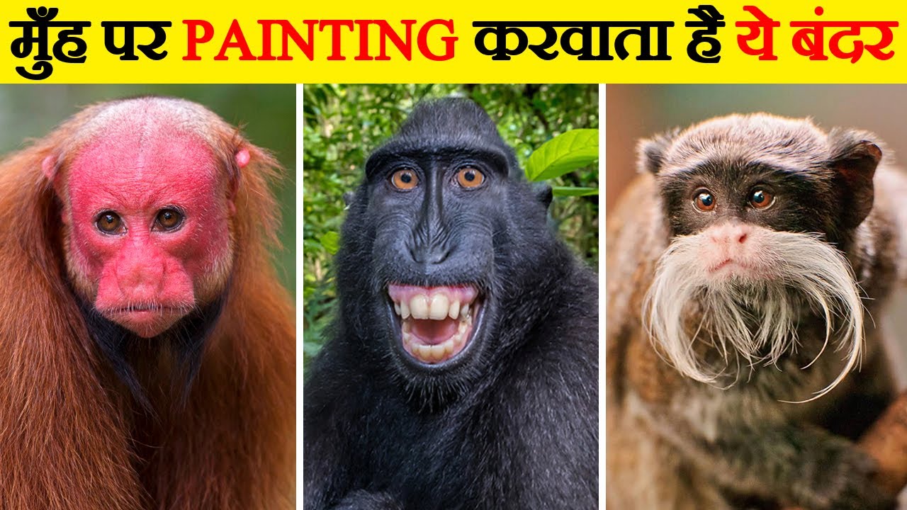 Weirdest Looking Monkeys In weirdest-looking-monkeys-in