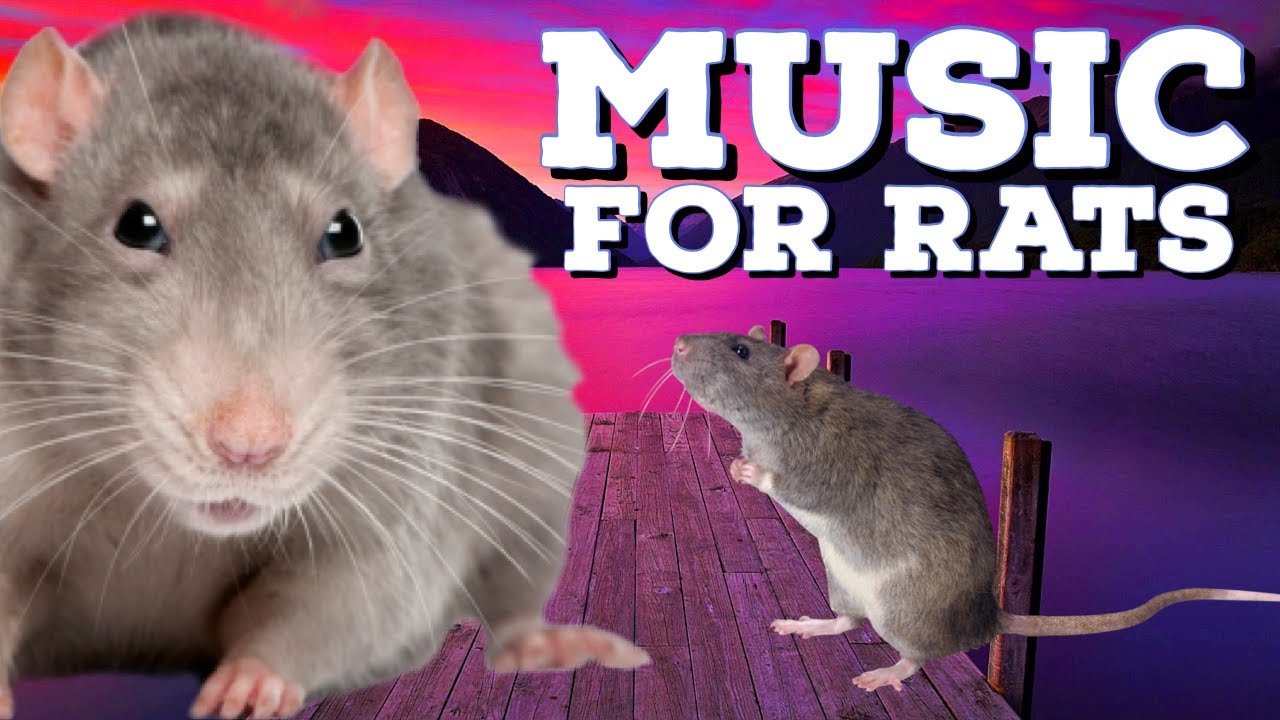 RAT CAM RAT CAM - YouTube
