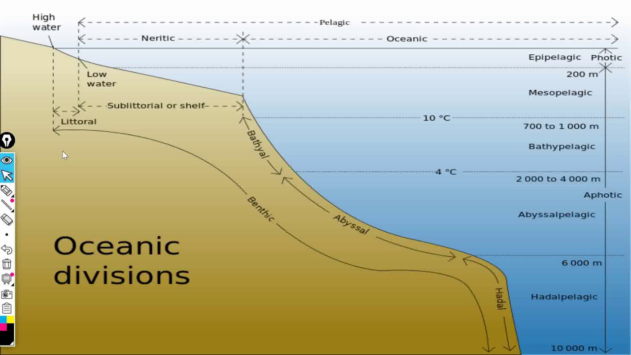 Zonation of marine habitat - YouTube