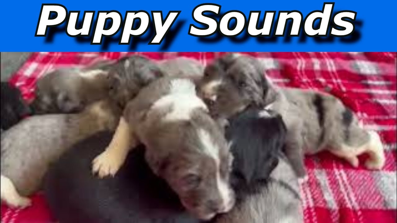 Puppy Sounds ~ Sounds Dogs Love ~ - YouTube