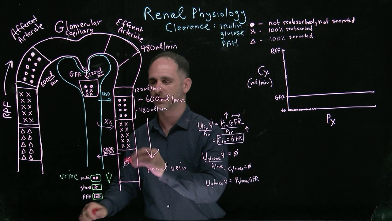 Schneid Guide to Clearance of Inulin, Glucose and PAH Part 2 - YouTube