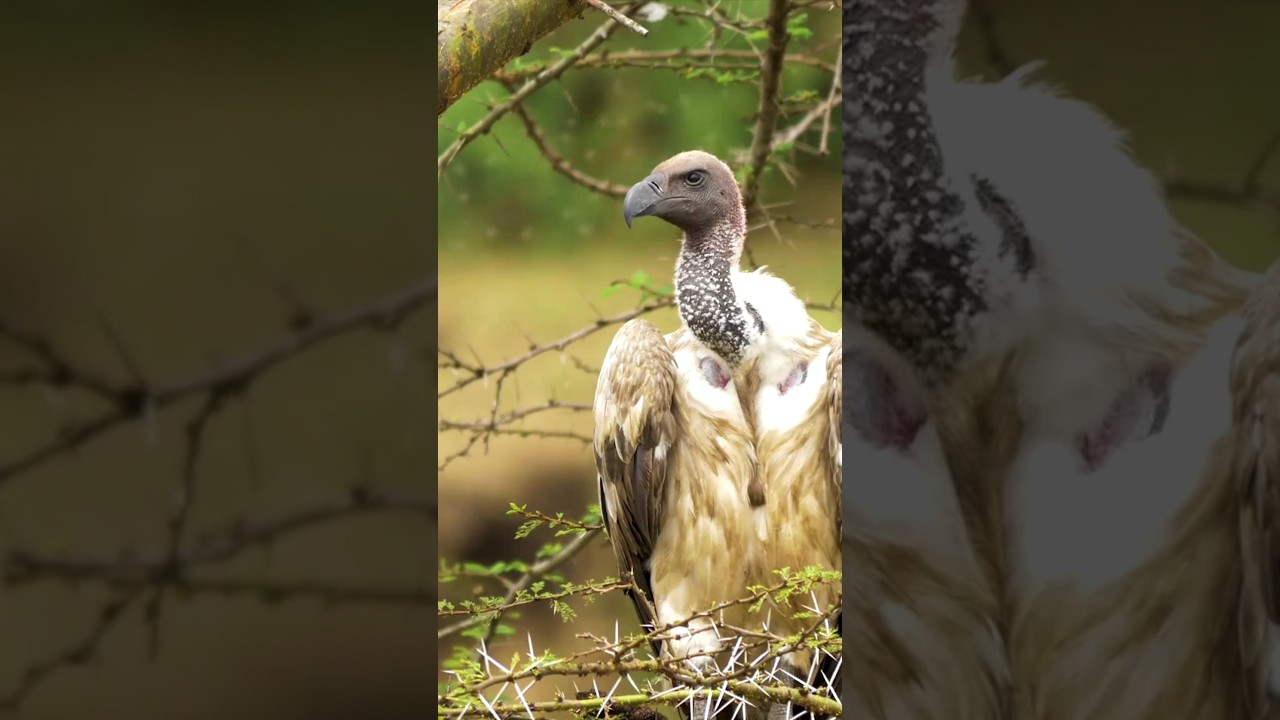 Gidh or vulture #infowonders #birds #animals #ytshorts #shorts #viral ...
