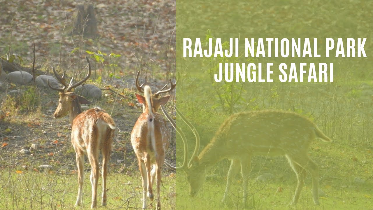 Jungle safari in Rajaji National Park || Chilla Range || Haridwar ...
