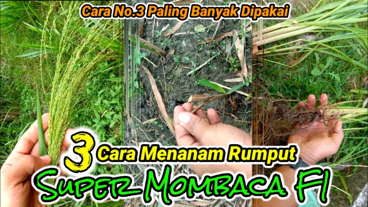 3 Cara Menanam Rumput Super Mombaca F1 Yang Jarang Diketahui Orang | Pakan Ternak | Bank Pakan ...