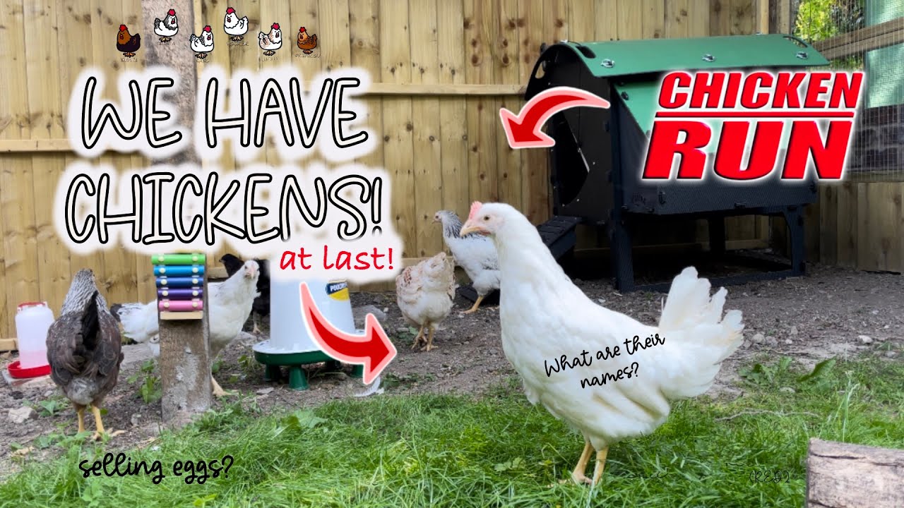 FINALLY THEY HAVE ARRIVED | renovation | building | chucks | country ...