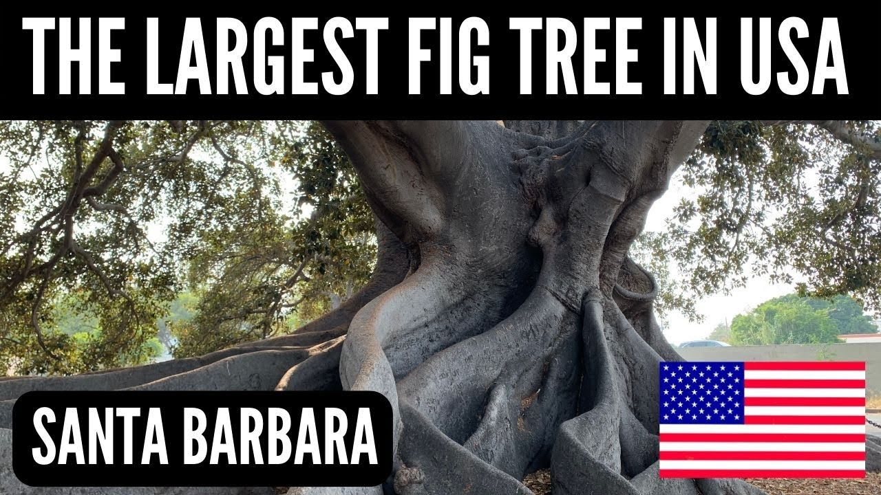 🇺🇸The largest Fig tree | Moreton Bay Fig Tree, Santa Barbara,California ...