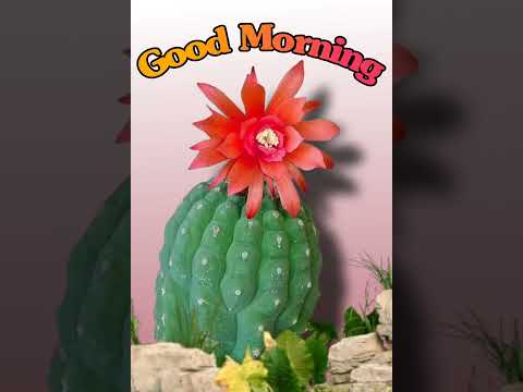 Colourful Cactus with Good Morning wishes#cactus#goodmorningstatus# ...