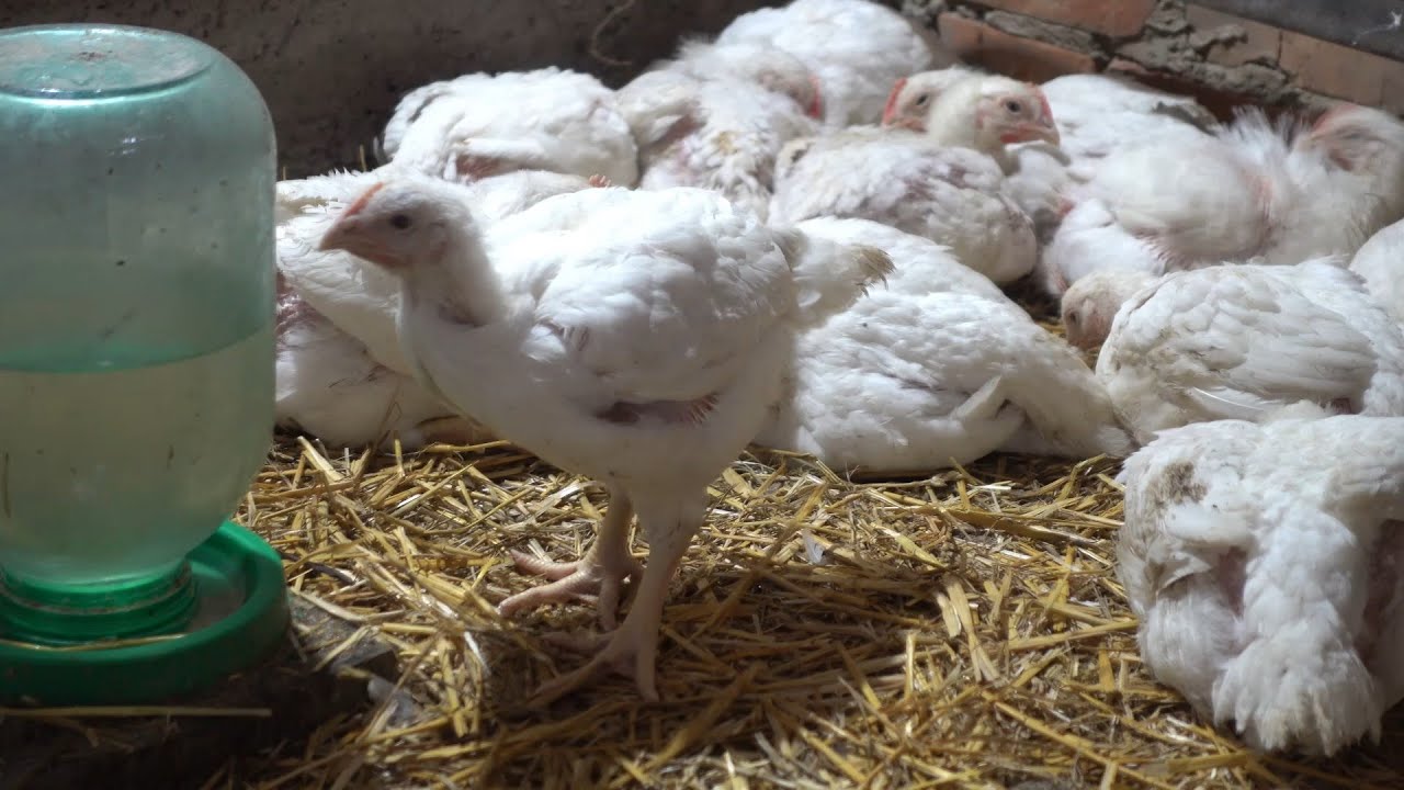ПРОДОВЖУЄМО ВИРОЩУВАТИ БРОЙЛЕРІВ ПОРОДИ РОСС 708 ДЕНЬ 30 РОСТУТЬ ЯК НА ...