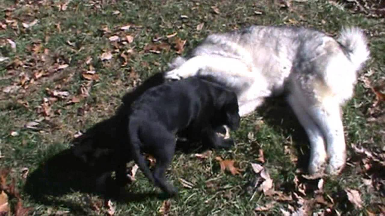 Lab Puppy vs. Wolf - YouTube