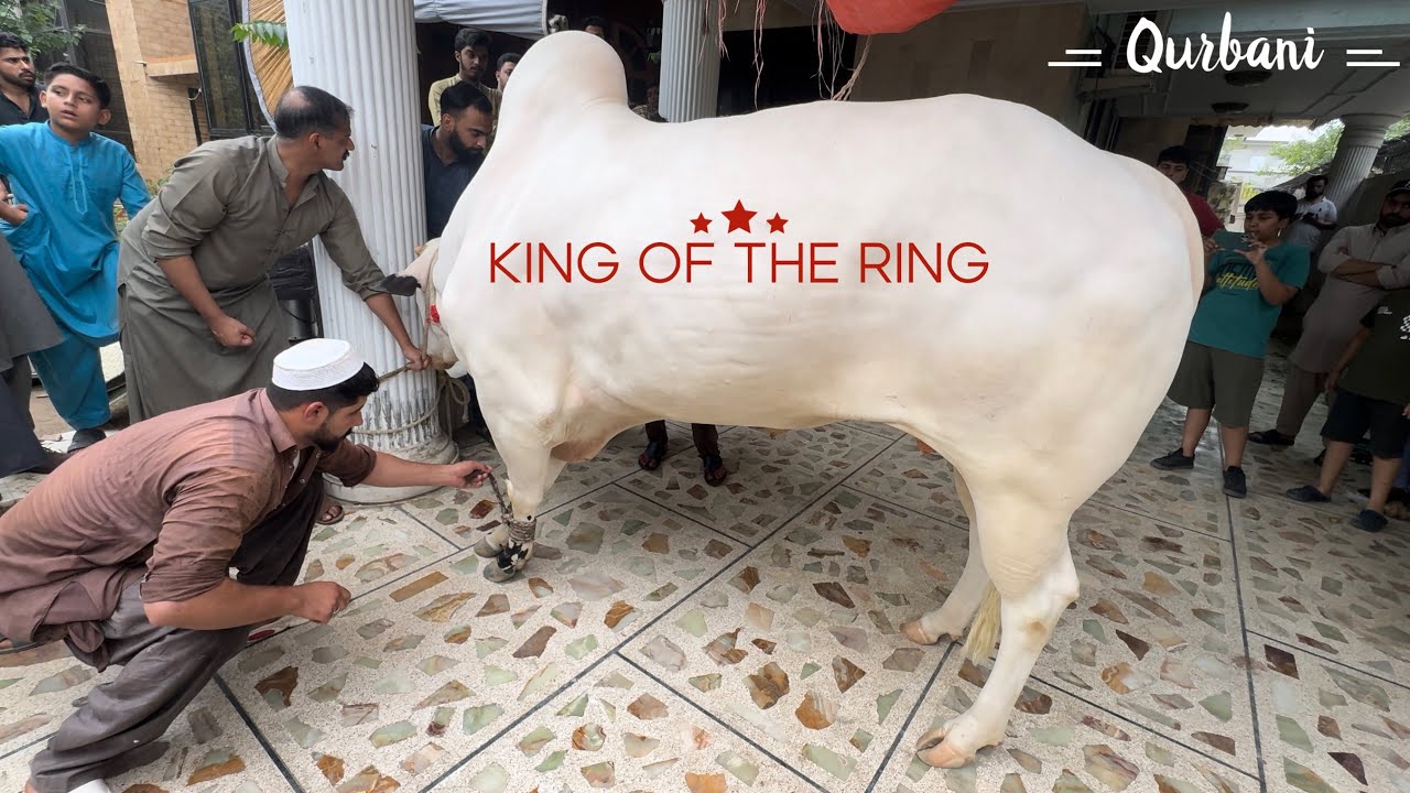 Bull “murshad” qurbani🥺-qurbani 2024-farrukh cattel faram- king of the ...