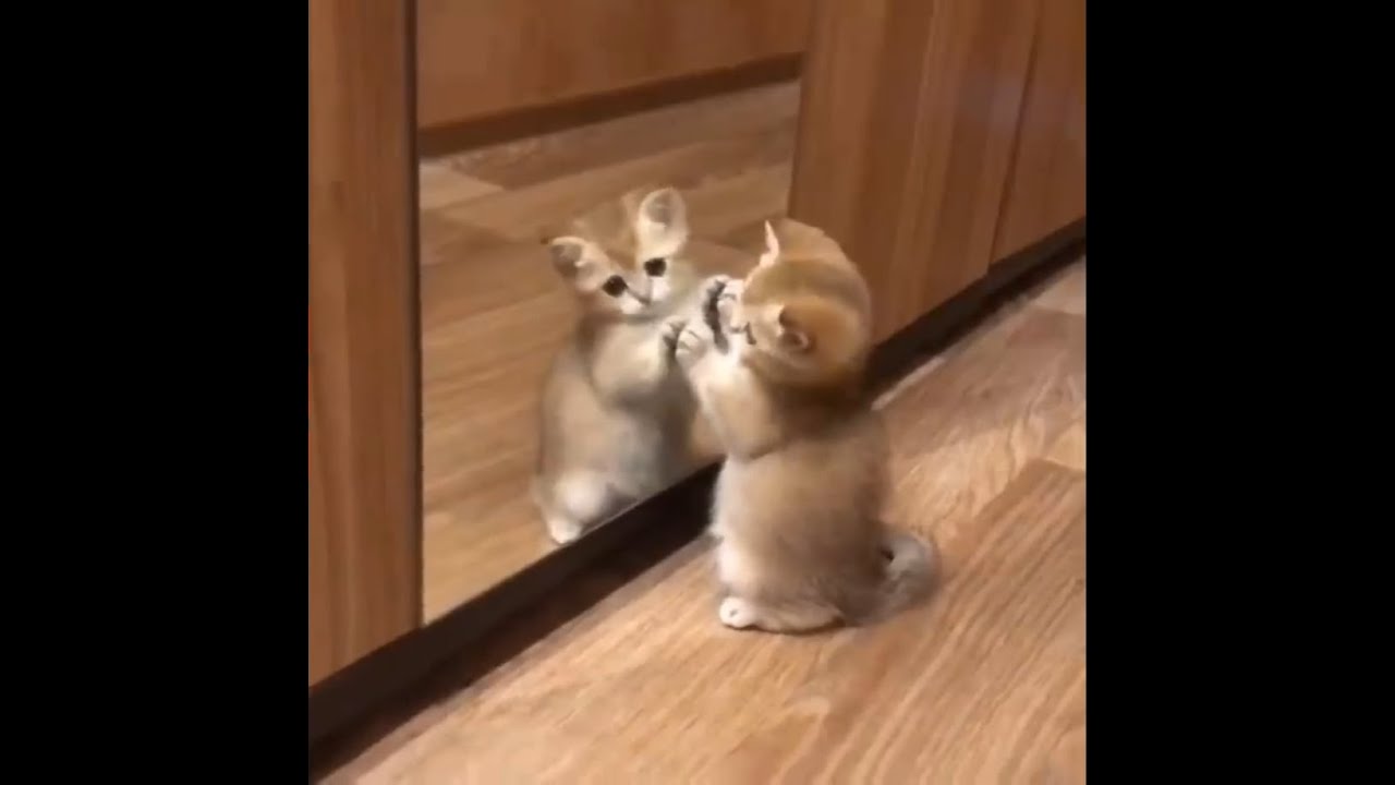 Cute Pets And Funny Animals Compilation #6 - Hello Pets - YouTube