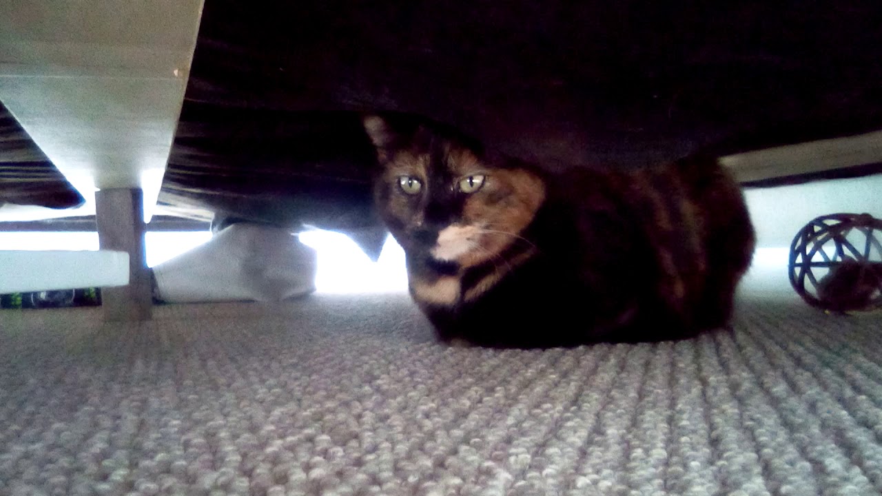 Easter kids cat is a little stinker - YouTube