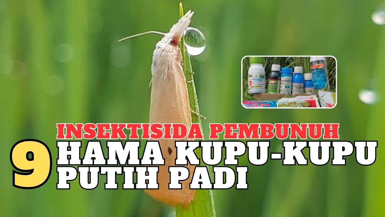 9 Insektisida paling ampuh membasmi mematikan hama kupu-kupu putih ...