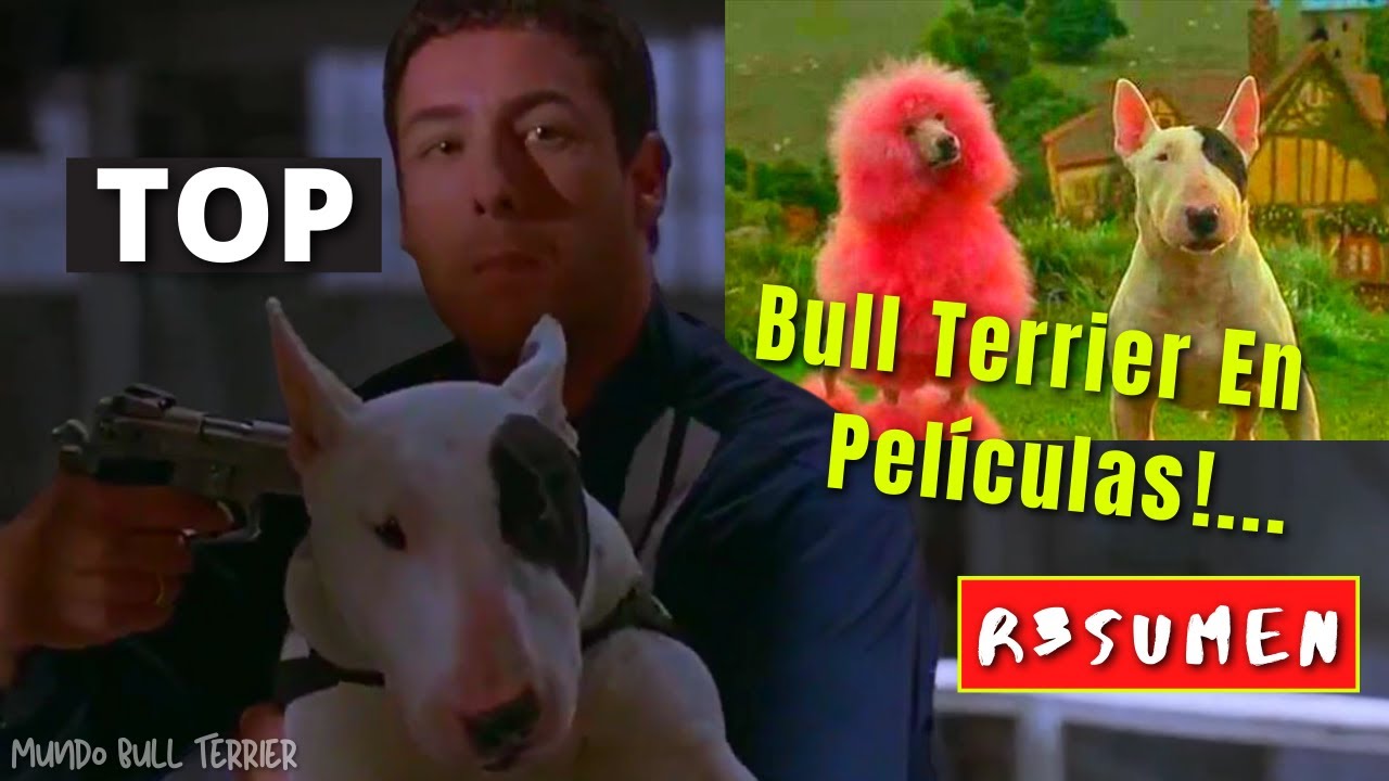 TOP 11 Apariciones Del Bull Terrier Ingles En películas y Series De ...