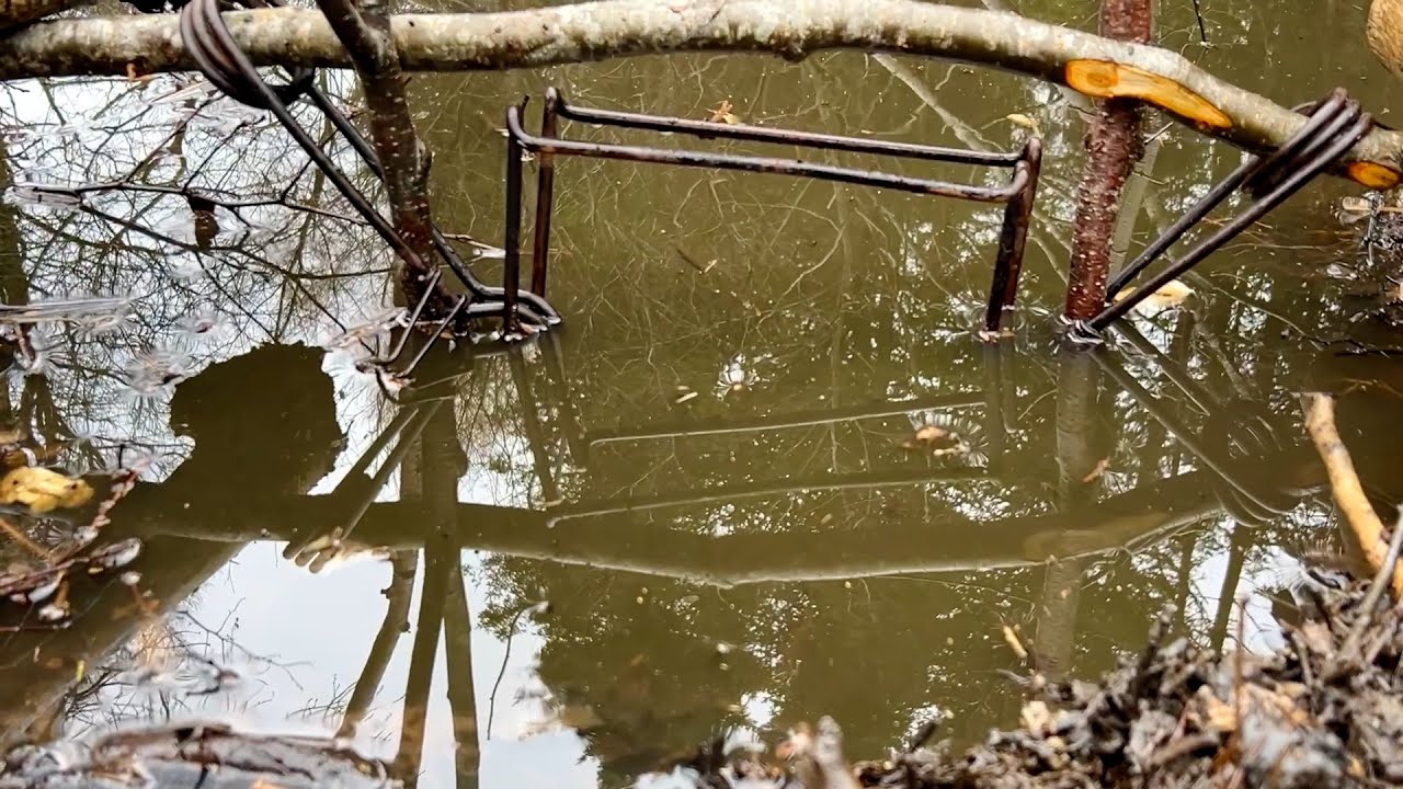 Beaver Trapping in Newfoundland Part 1 (How to Trap Beavers) - YouTube