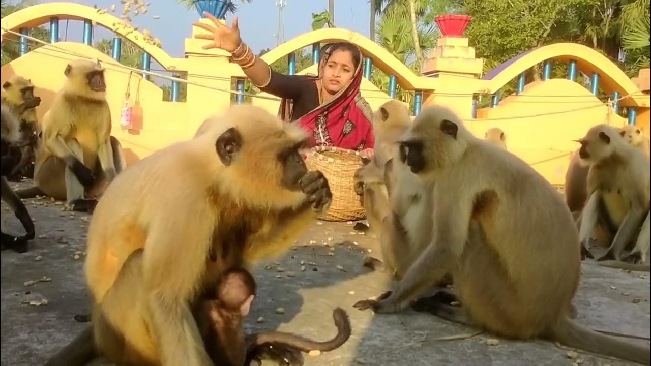 #monalisa all langoor's# or chumki# - YouTube